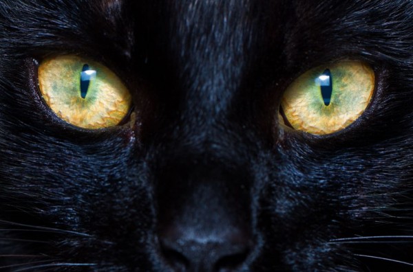 Comment le chat voit-il ? - Heureux avec mon chat